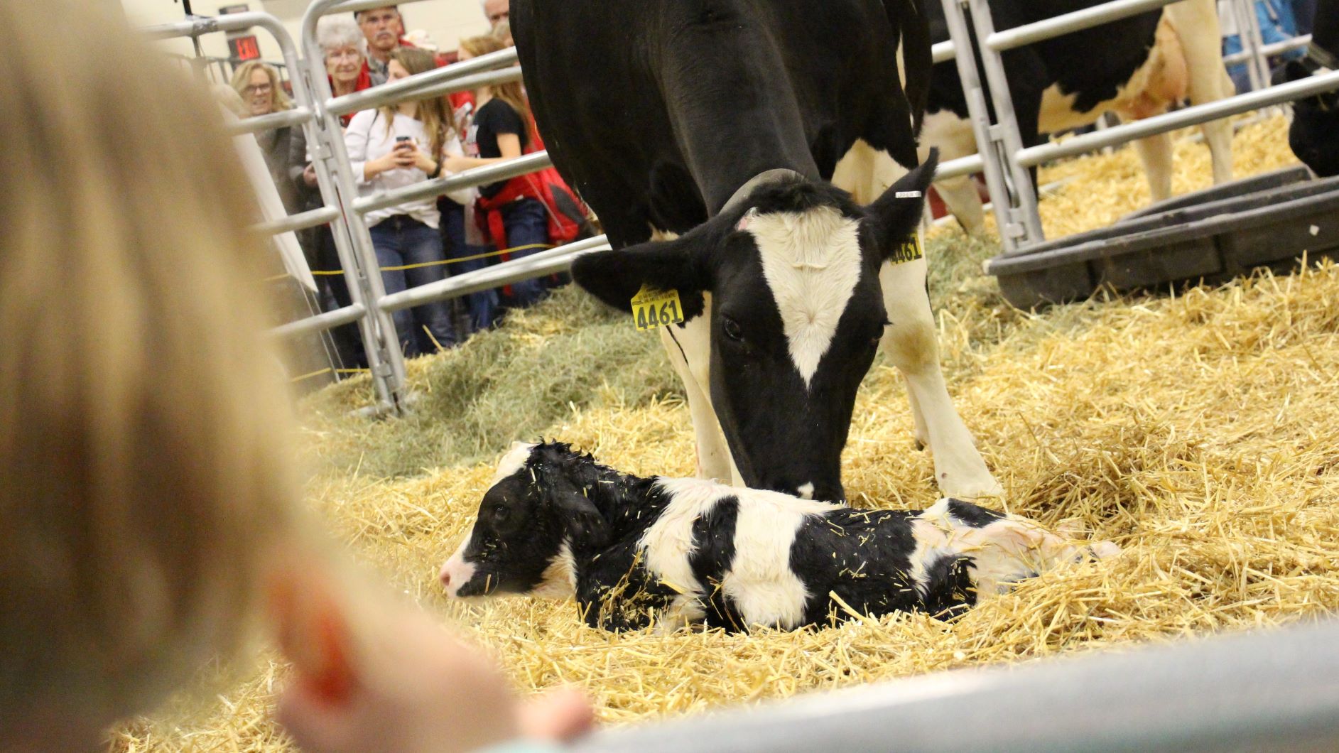 Calving Corner